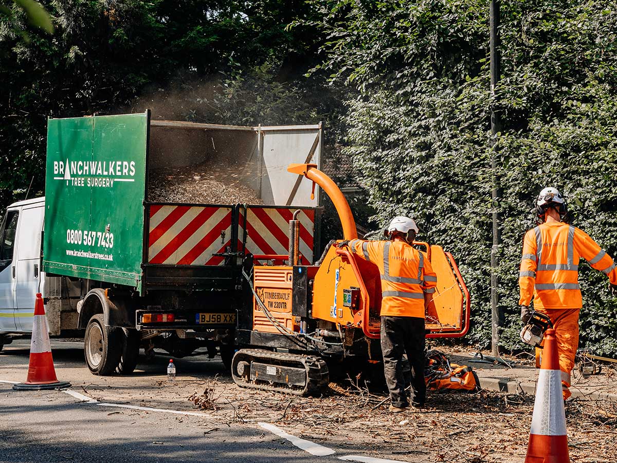 Branchwalkers Tree Surgery – Tree Surgery in Brighton, Hove and Sussex