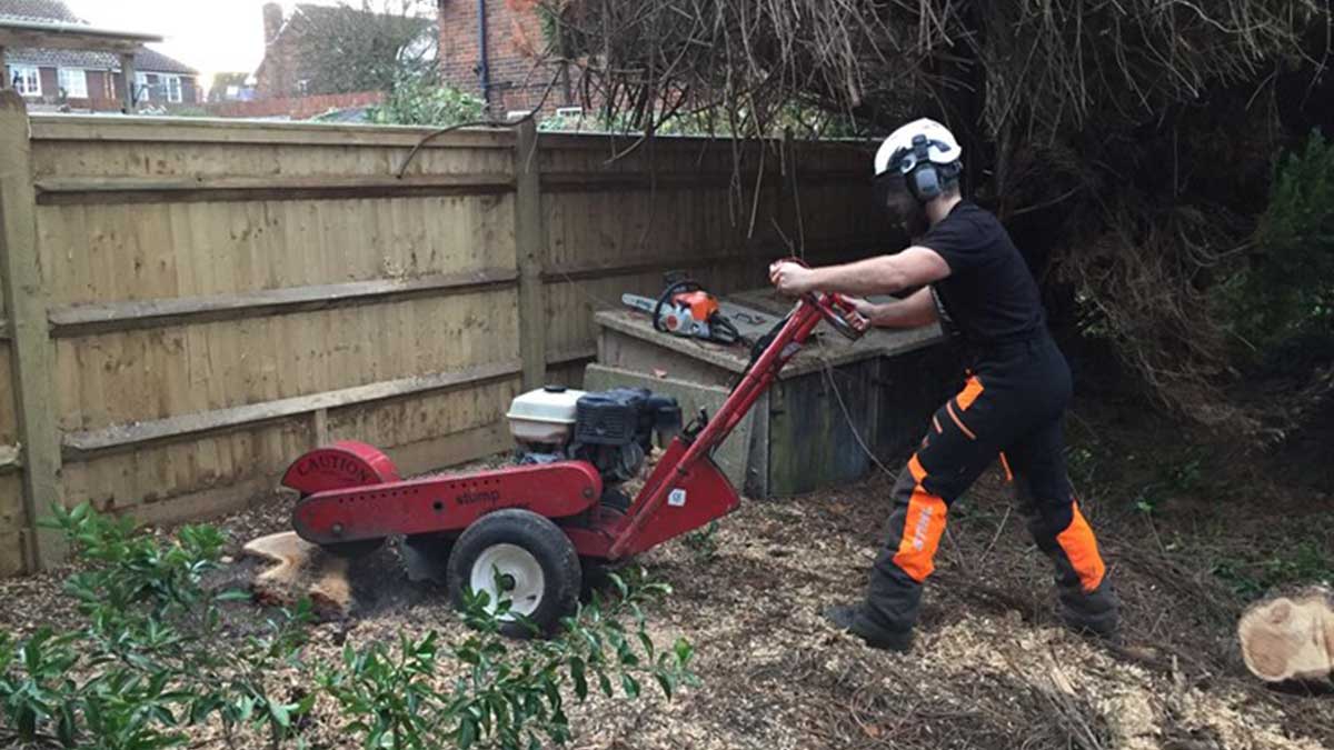Tree Felling and Stump Removal – Branchwalkers Tree Surgery
